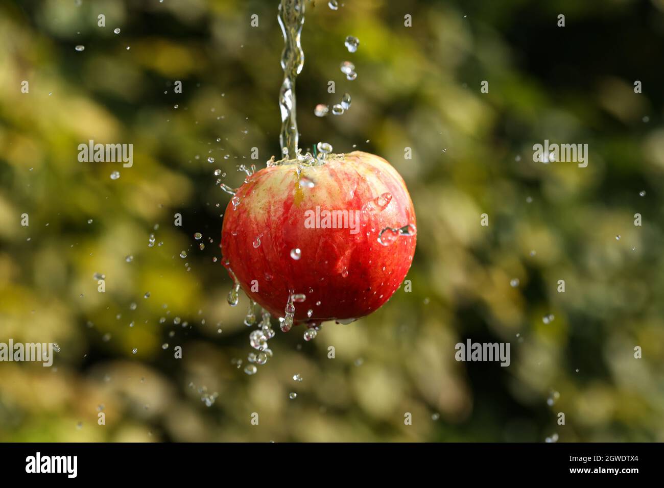 Fresh water splash and red apple isolated on green Stock Photo - Alamy