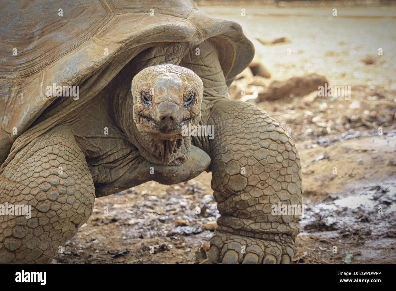 Giant turtle, Aldabrachelys gigantea, in tropical natural park ...