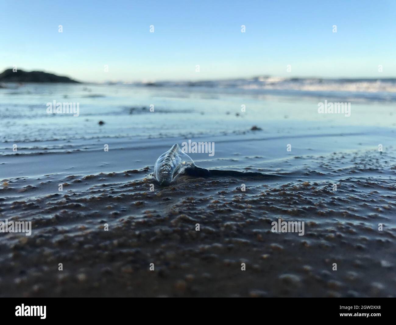 Blue bottle jellyfish hi-res stock photography and images - Alamy