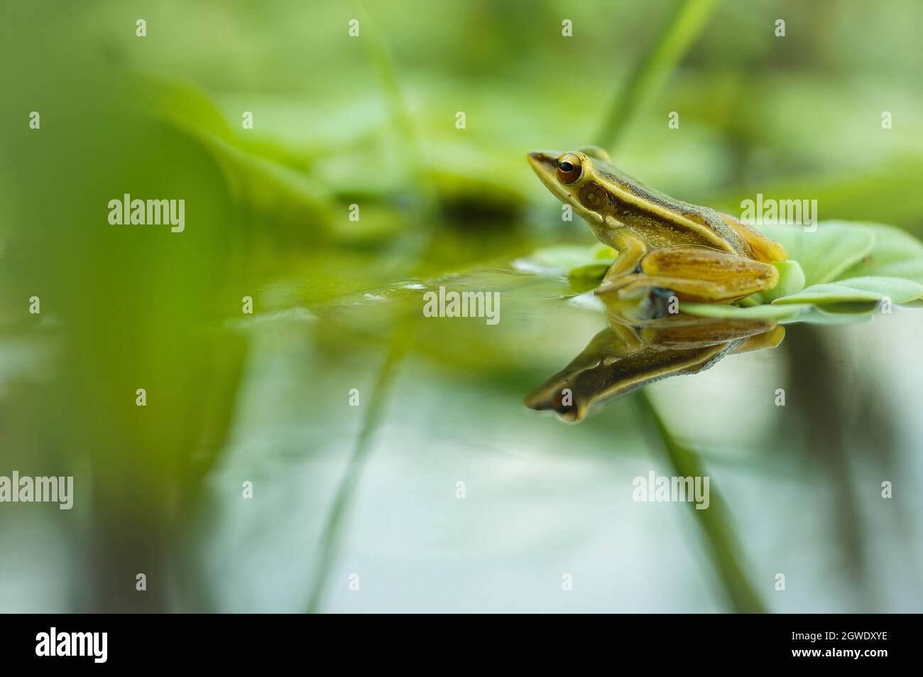 Curled up frog hi-res stock photography and images - Alamy