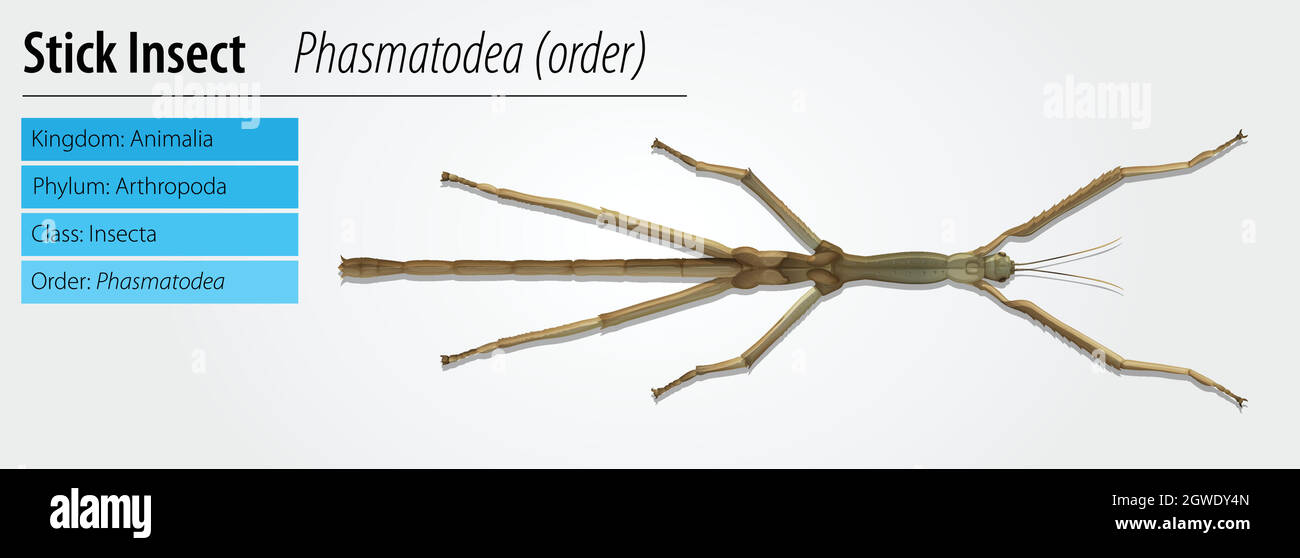 Beetle mimicry Stock Vector Images - Alamy