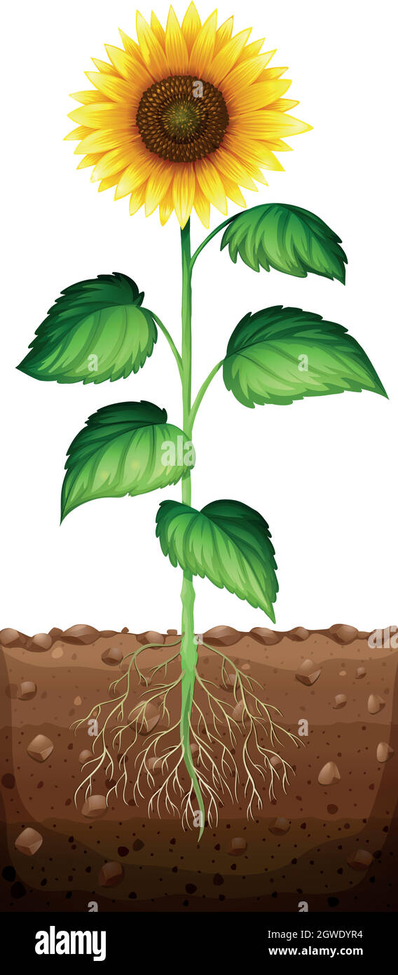 Sunflower with roots underground Stock Vector Image & Art - Alamy