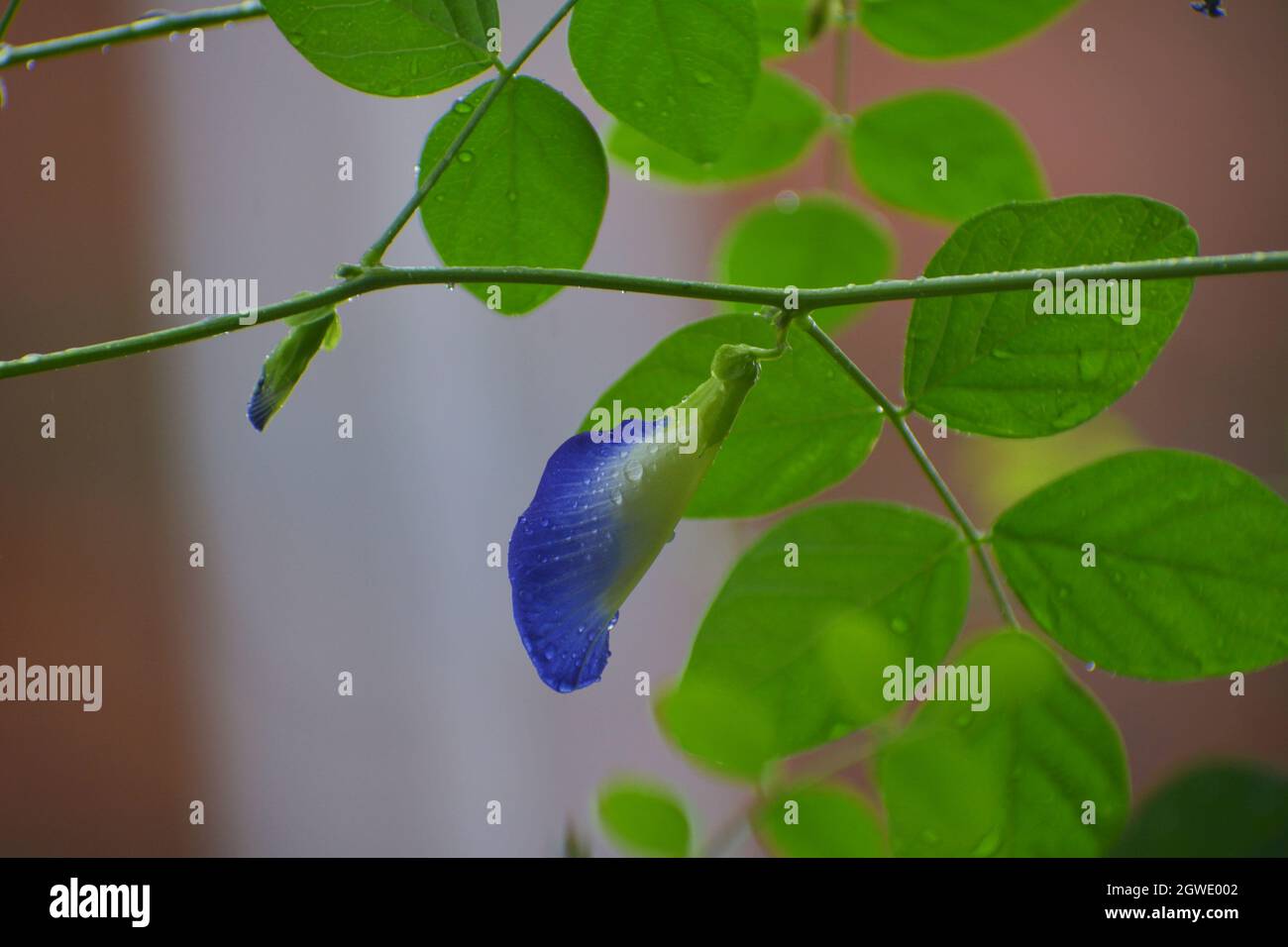 Alamy flower photo hi-res stock photography and images - Alamy