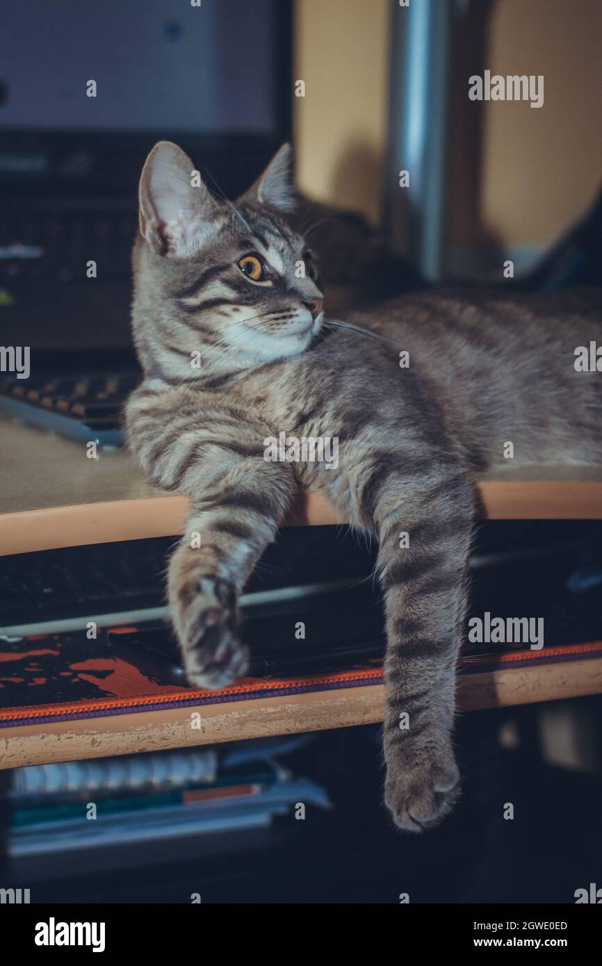 Cats on computer screen hi-res stock photography and images - Alamy