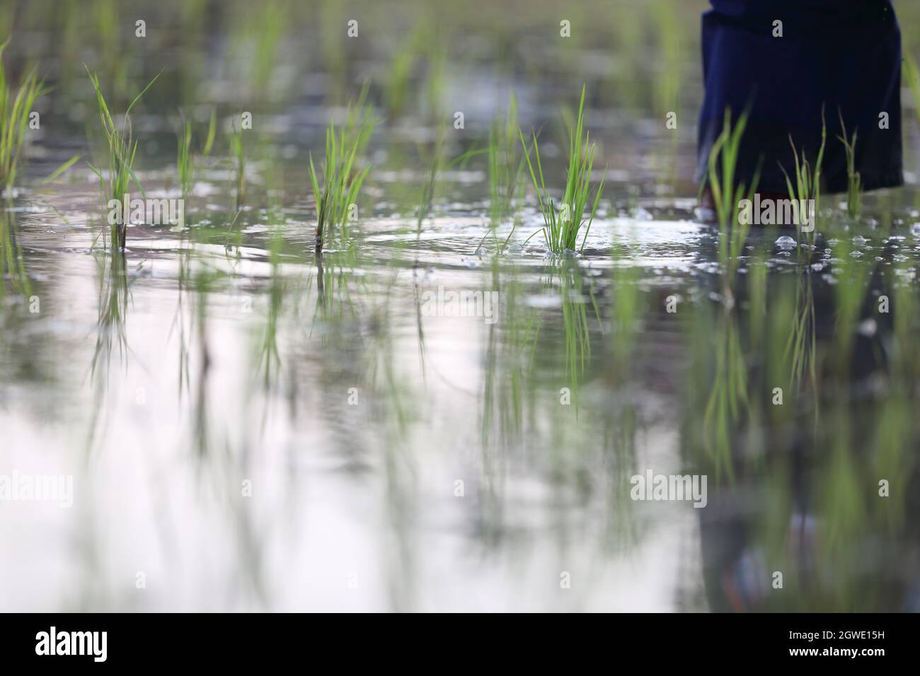 Farmer rice planting on water Stock Photo - Alamy