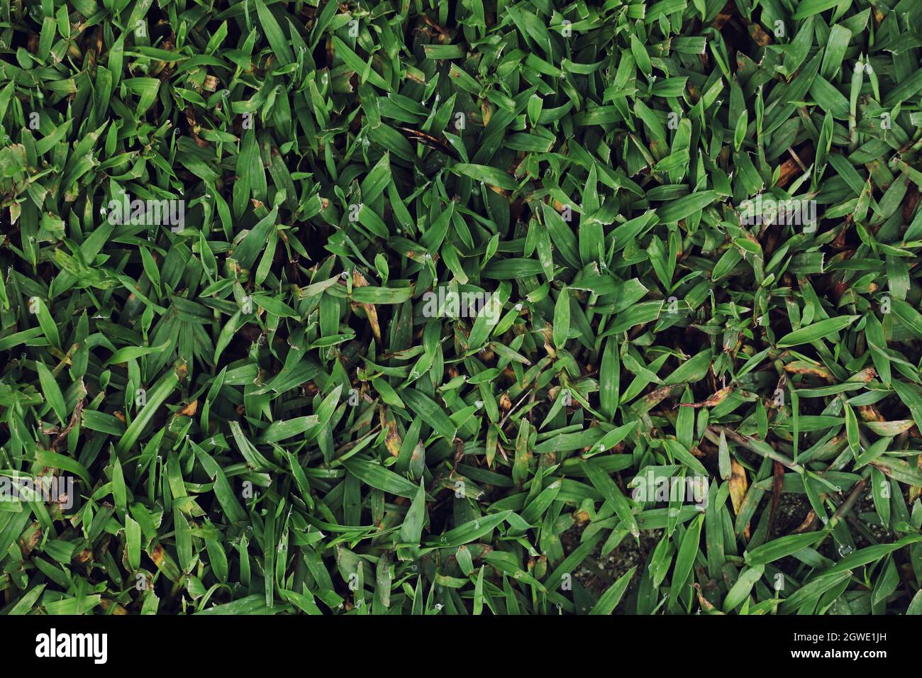 green grass in golf course texture background Stock Photo - Alamy