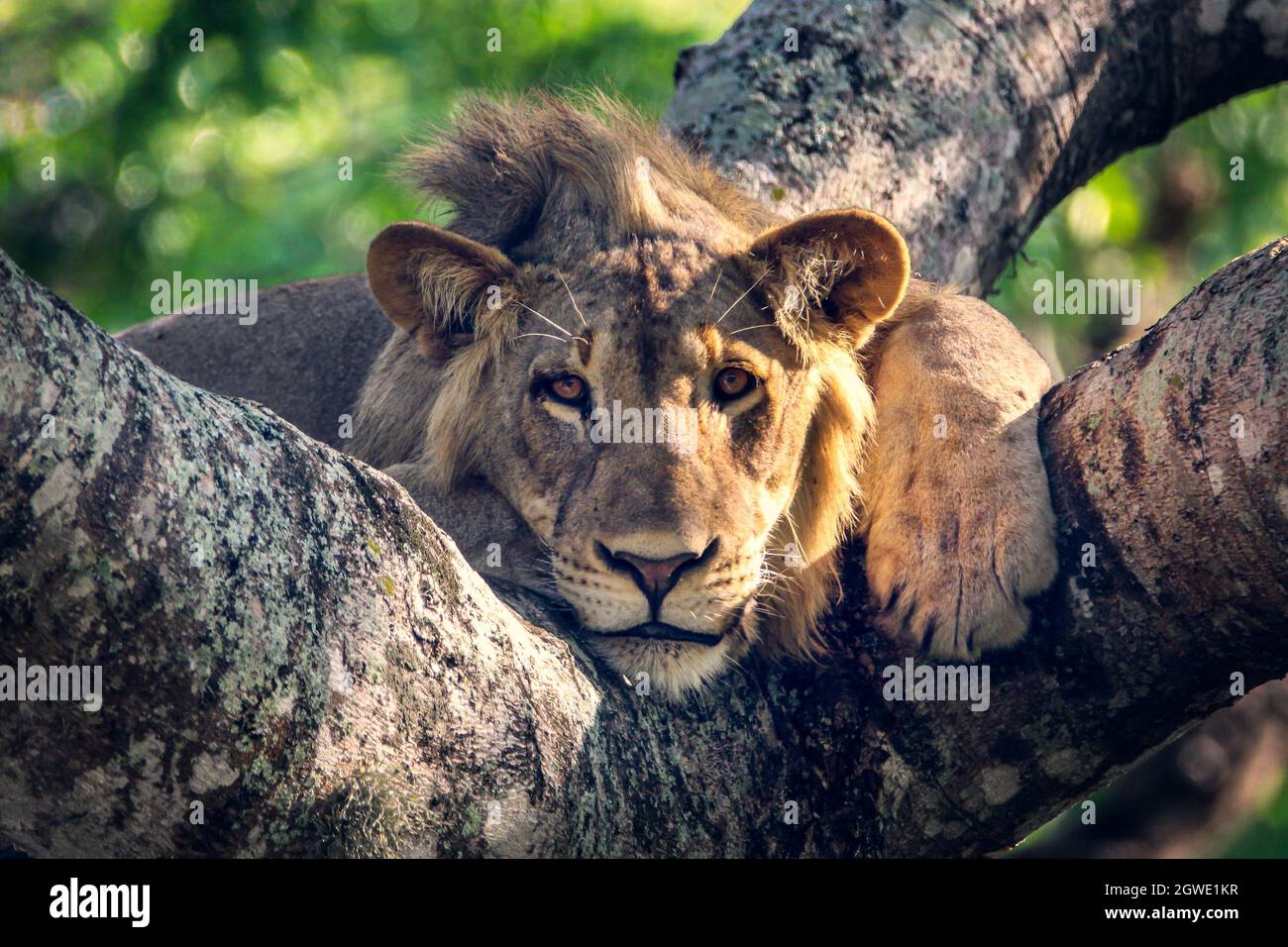 Tembe elephant park hi-res stock photography and images - Alamy
