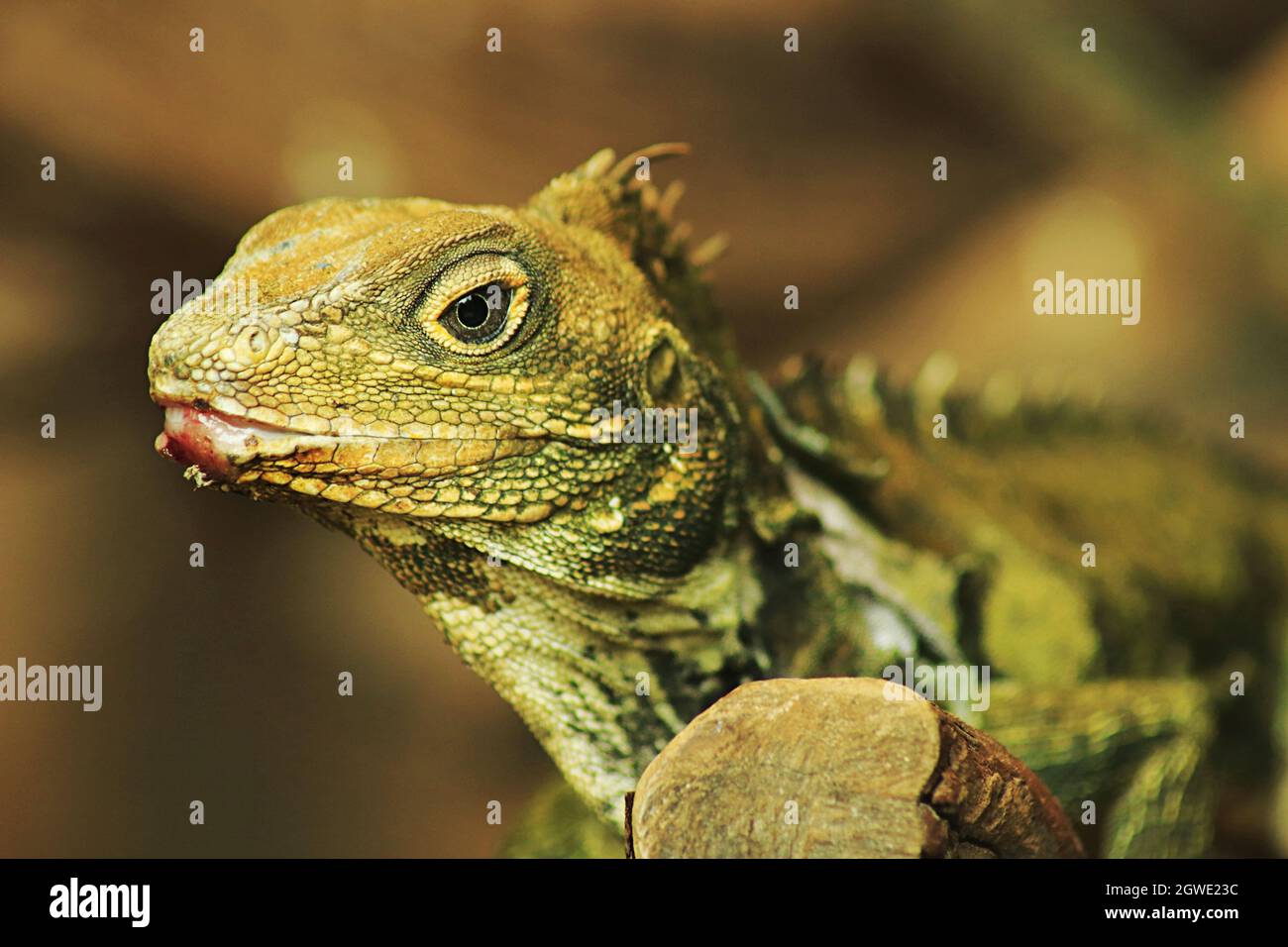 Green maned lizard hi-res stock photography and images - Alamy