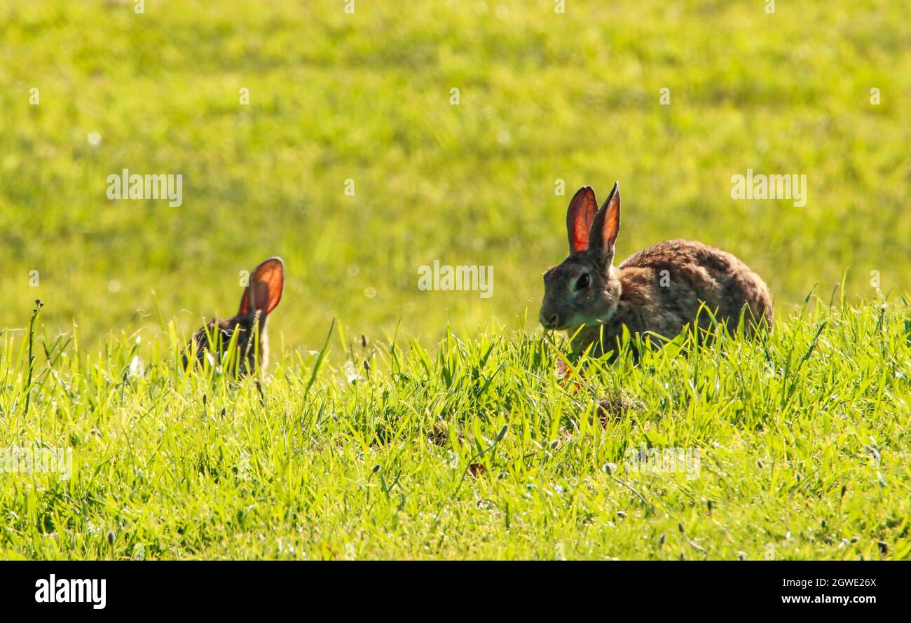 Two rabbits australia hi-res stock photography and images - Alamy