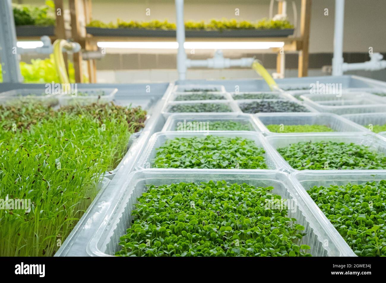 Growing lettuce experiment hi-res stock photography and images - Alamy