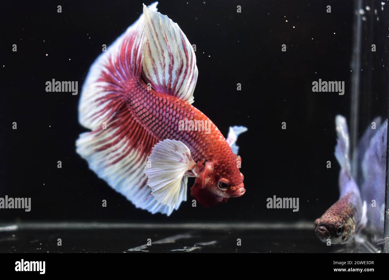 Betta splendens fighting hi-res stock photography and images - Alamy