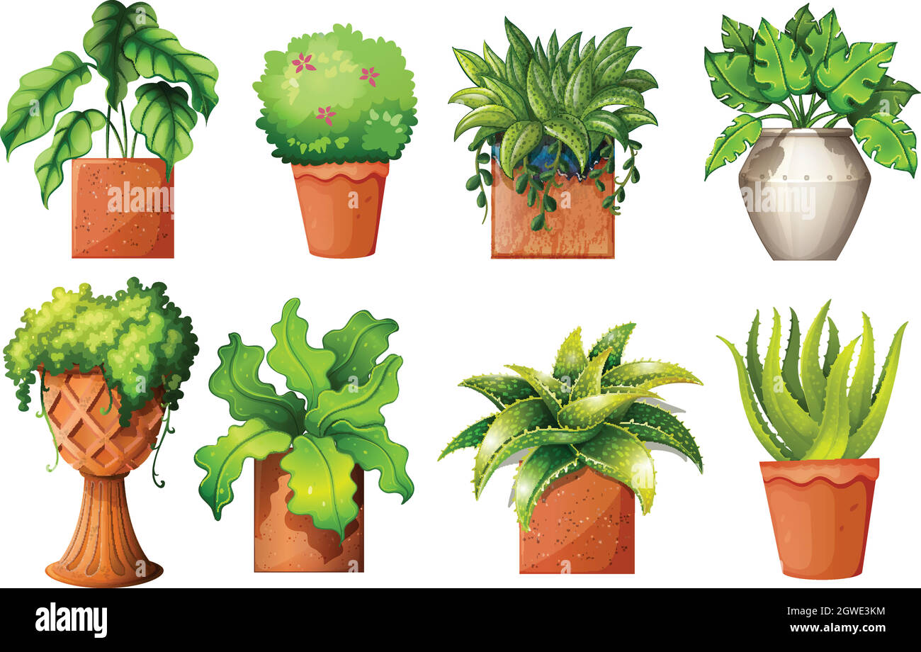 Group different cactus plants hi-res stock photography and images - Alamy