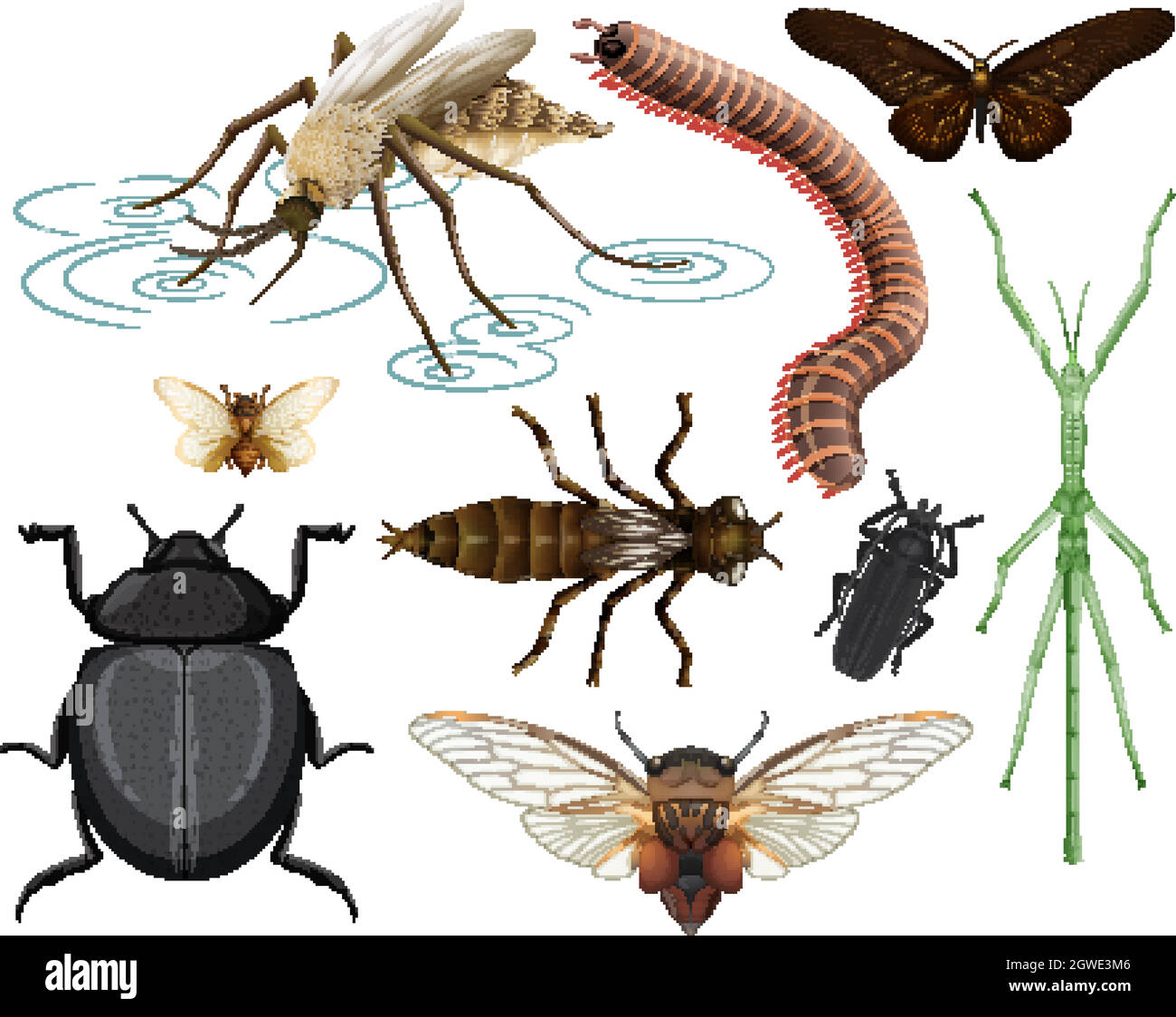 Different insects collection isolated on white background Stock Vector ...