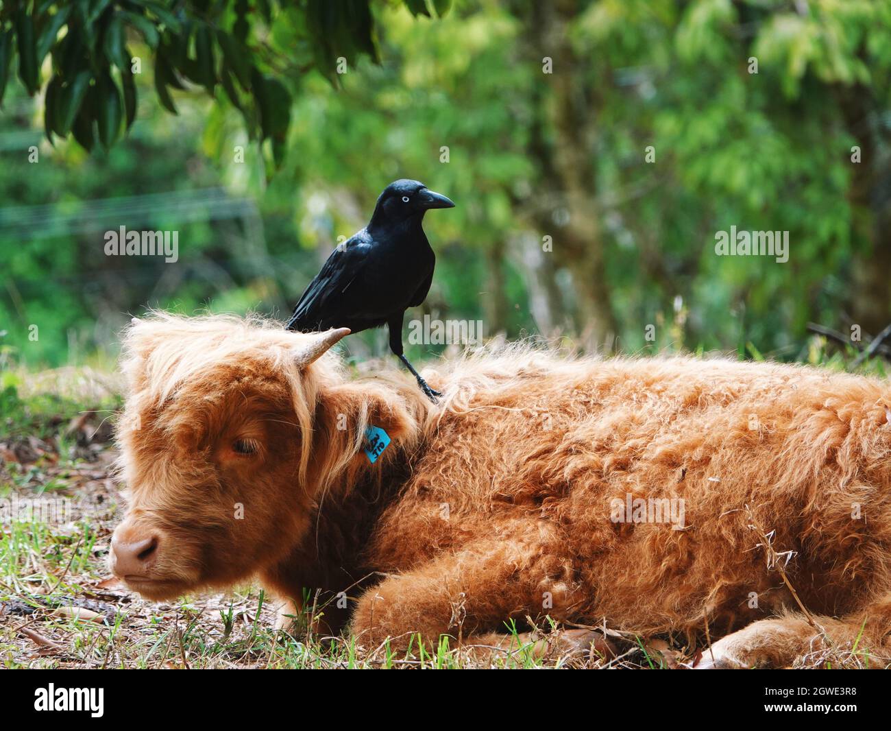 Highland cow and bird hi-res stock photography and images - Alamy
