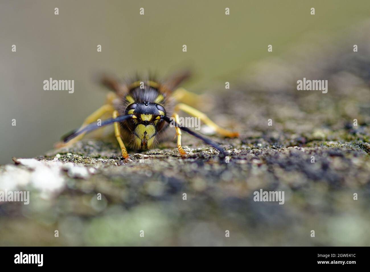 Bee mandible hi-res stock photography and images - Alamy