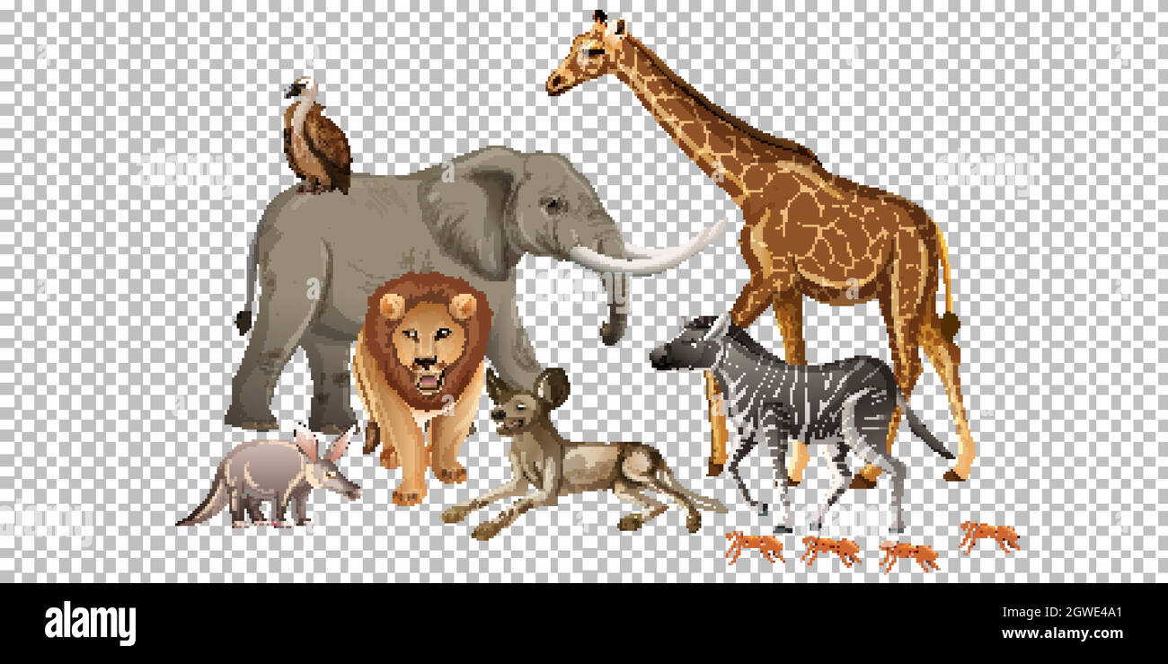 Group of wild african animal on transparent background Stock Vector ...