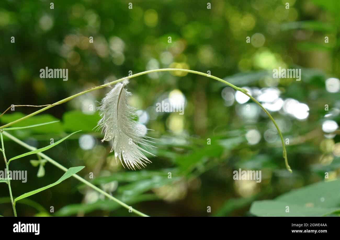 bird feather stuck with drop of water on tree branch and drifting ...