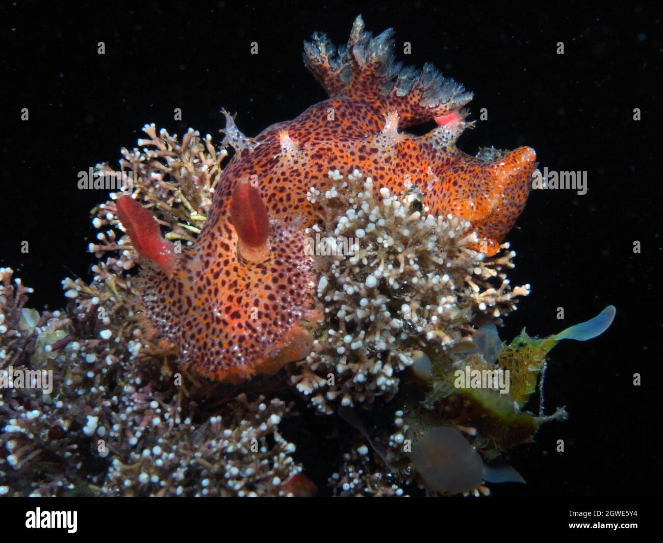 Swimming slug hi-res stock photography and images - Alamy