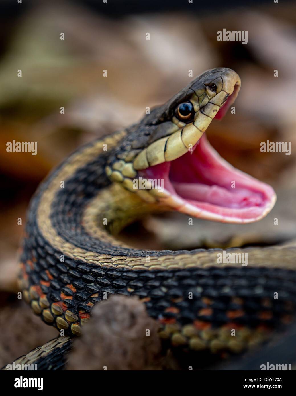 A Snake Threatening An Approaching Camera Stock Photo - Alamy