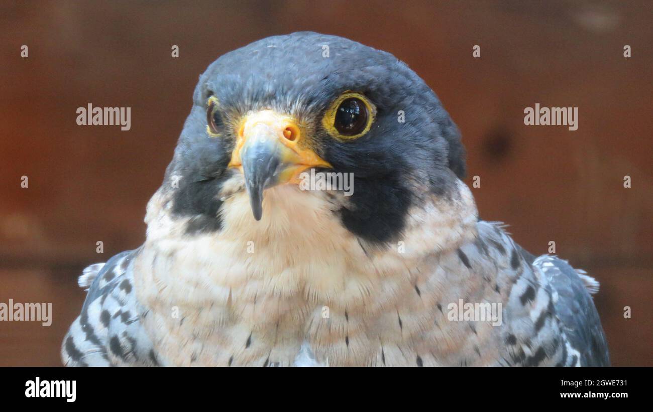 Fastest animal on earth hi-res stock photography and images - Alamy