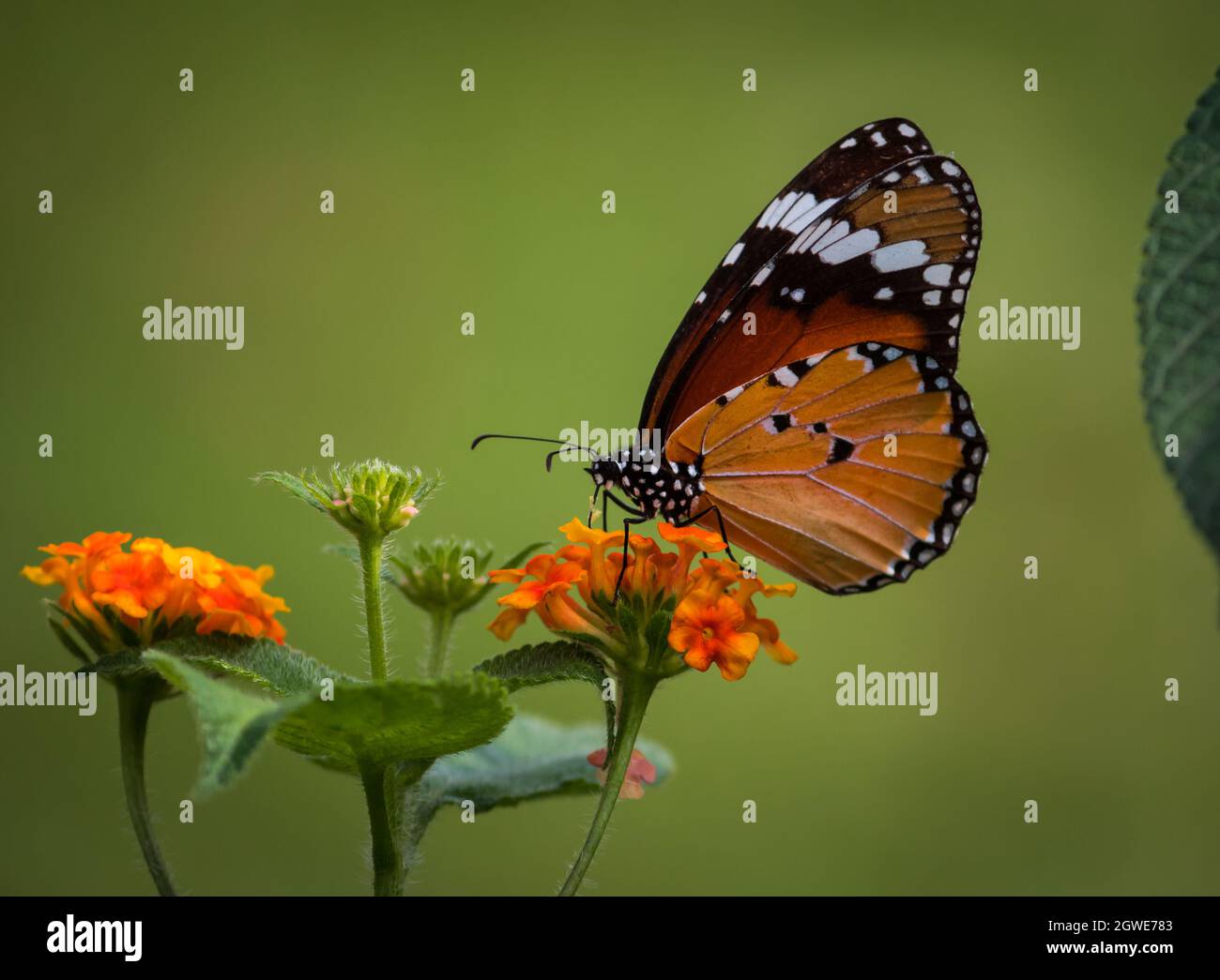 Orange patterned butterly on a flower Stock Photo - Alamy