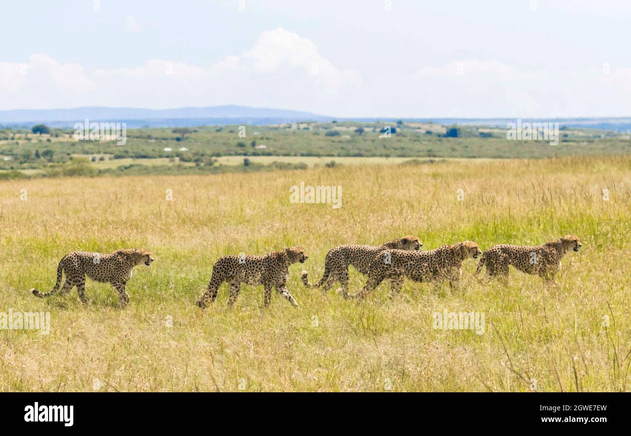 Five Cheetahs Of The Mara High Resolution Stock Photography and Images ...