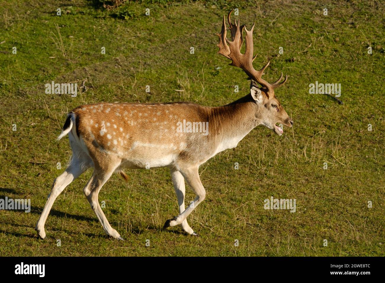 Fallow deer side view profile view hi-res stock photography and images ...