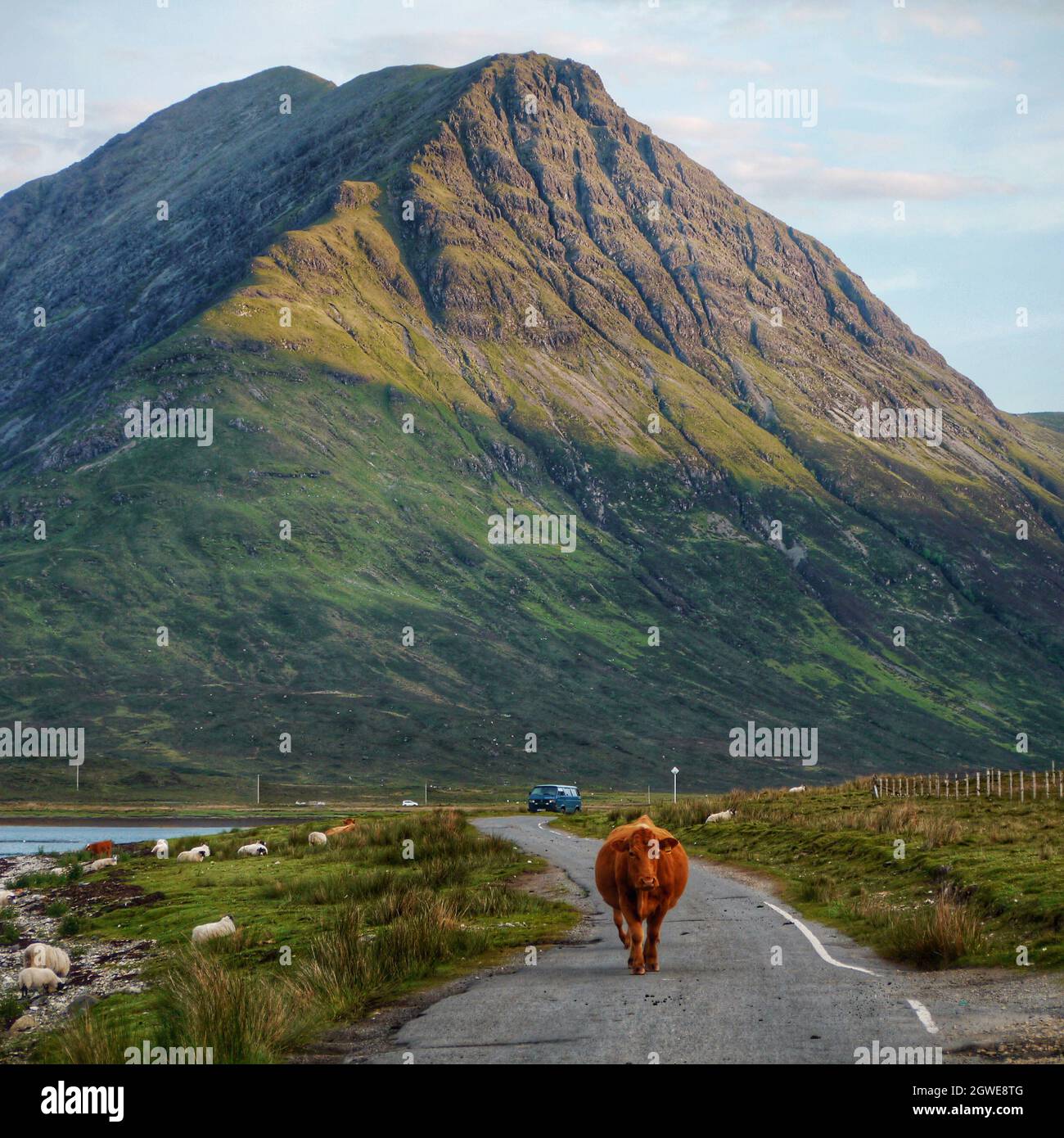 Rear view of highland cow hi-res stock photography and images - Alamy