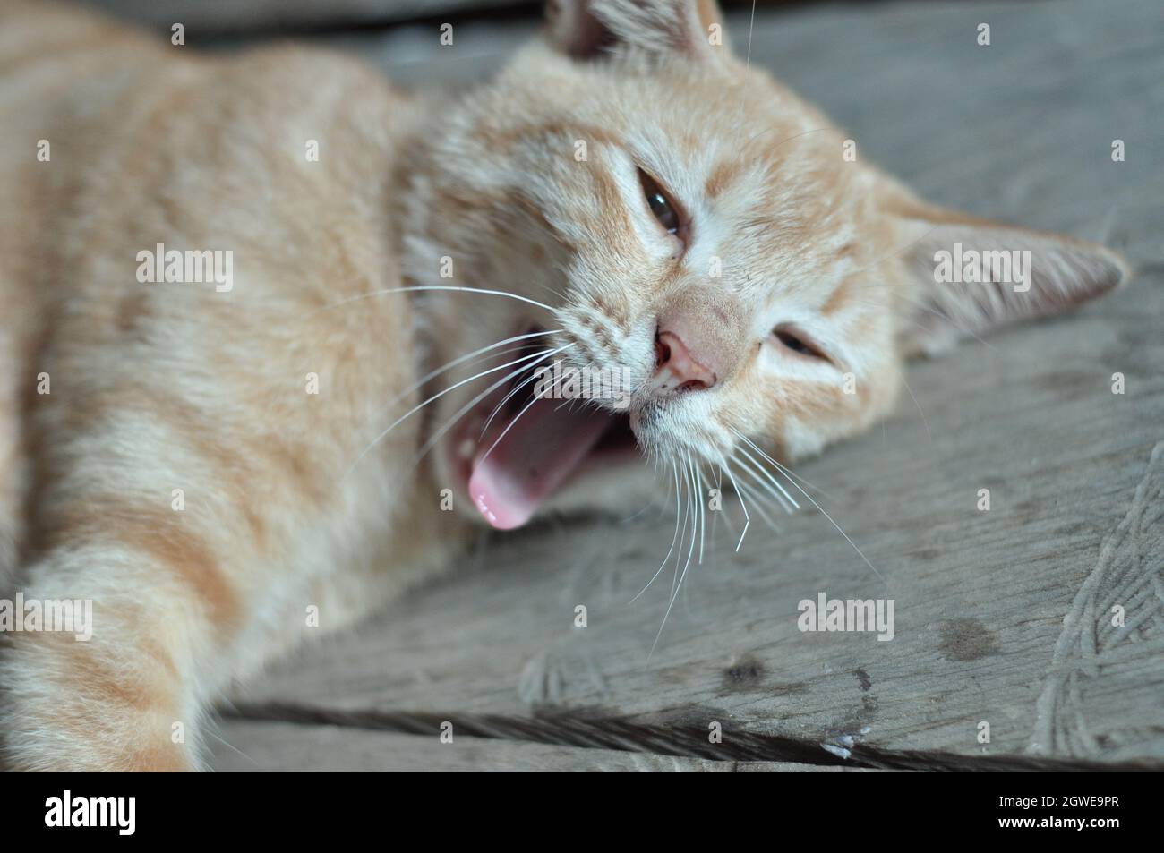 Facial expression animal hi-res stock photography and images - Alamy