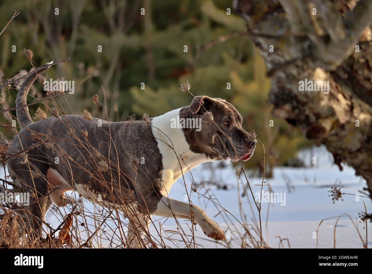 Side View Of A Dog Looking Away Stock Photo - Alamy