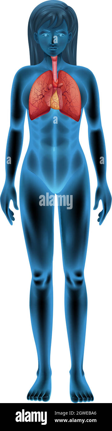 Anatomical model human Stock Vector Images - Alamy