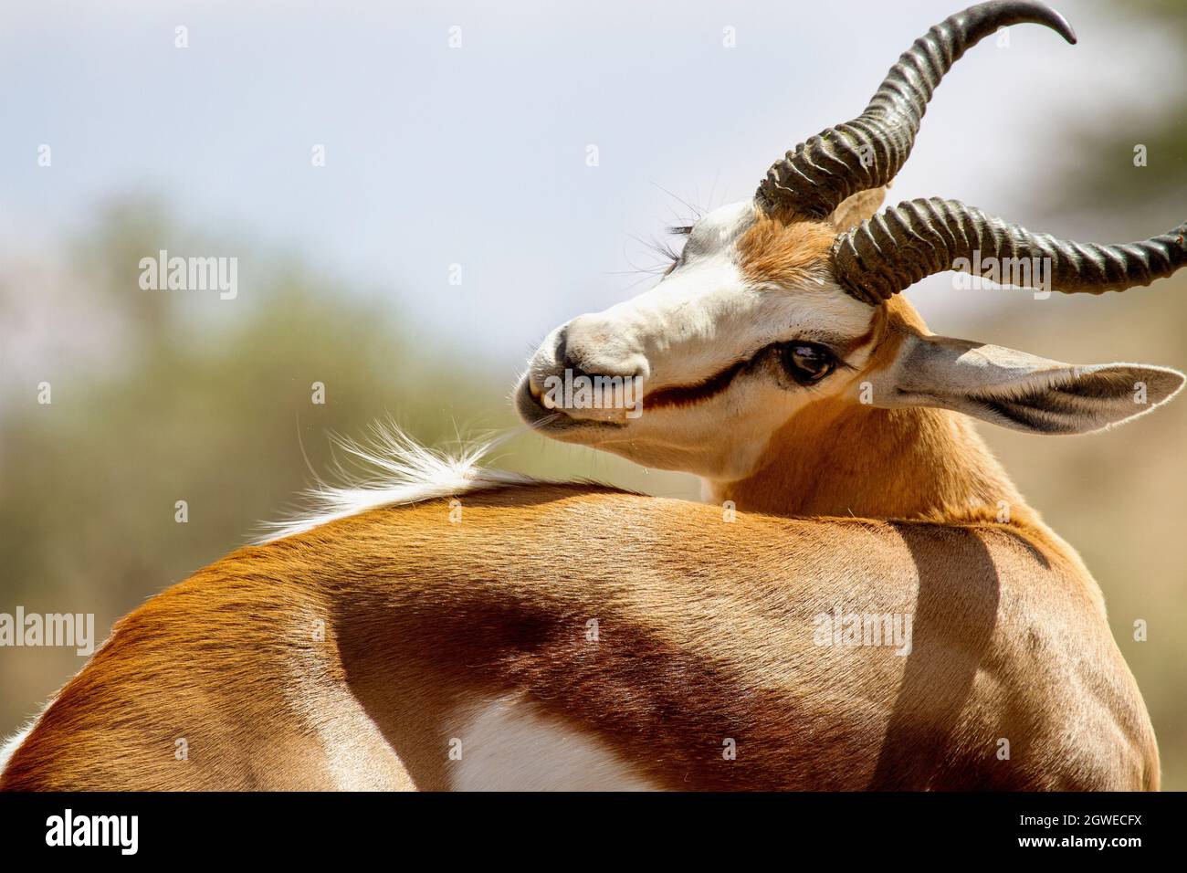 Springbok one horn hi-res stock photography and images - Alamy