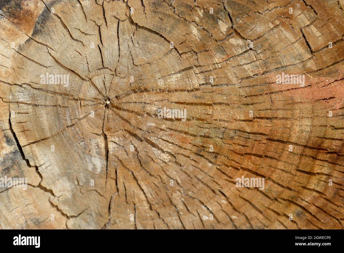 Wooden cross section showing growth rings Stock Photo - Alamy
