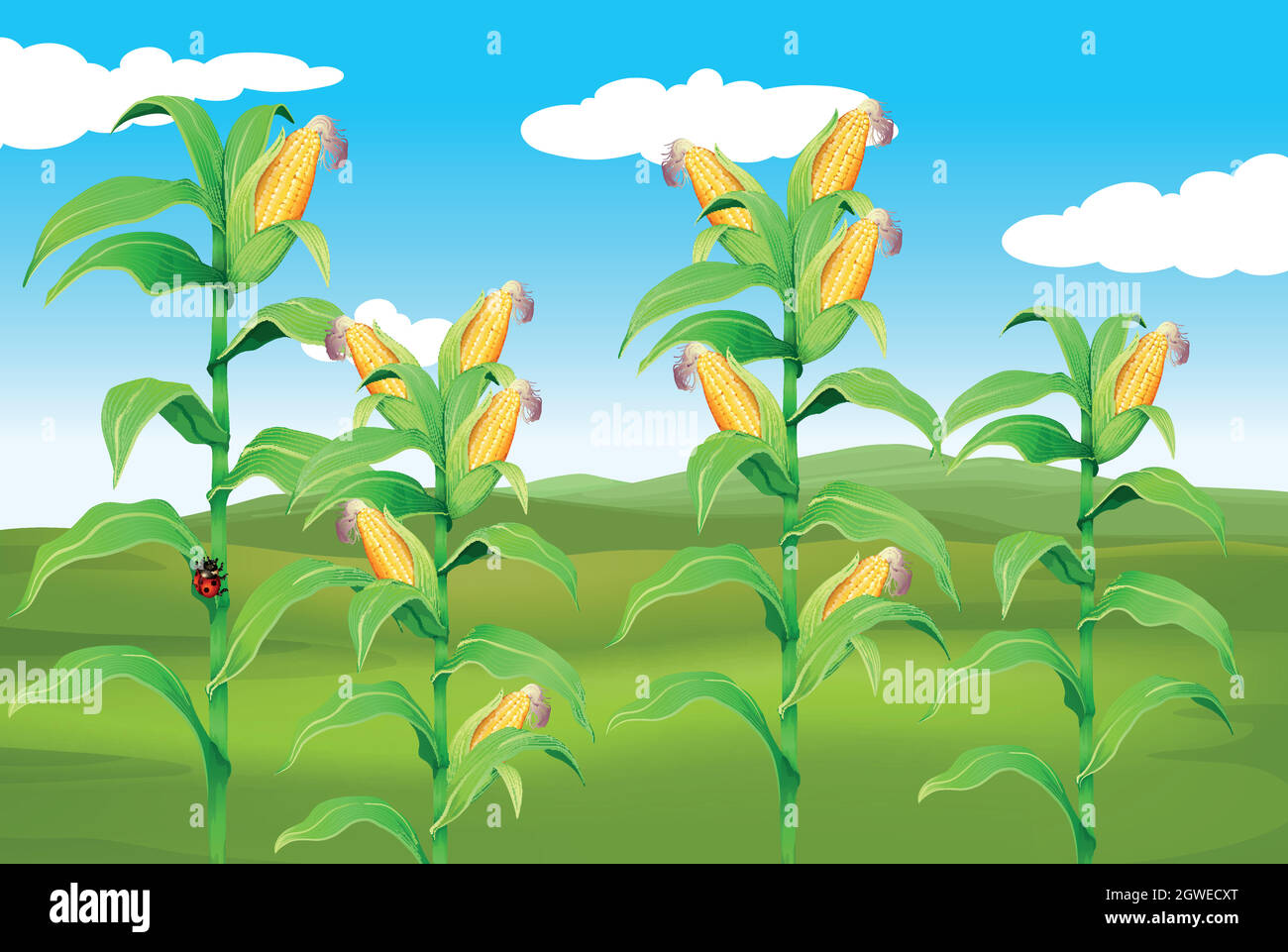 Farm scene with fresh corn Stock Vector Image & Art - Alamy