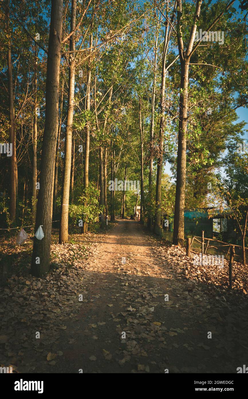 A vertical shot of a path leading through a forest at golden hour Stock ...