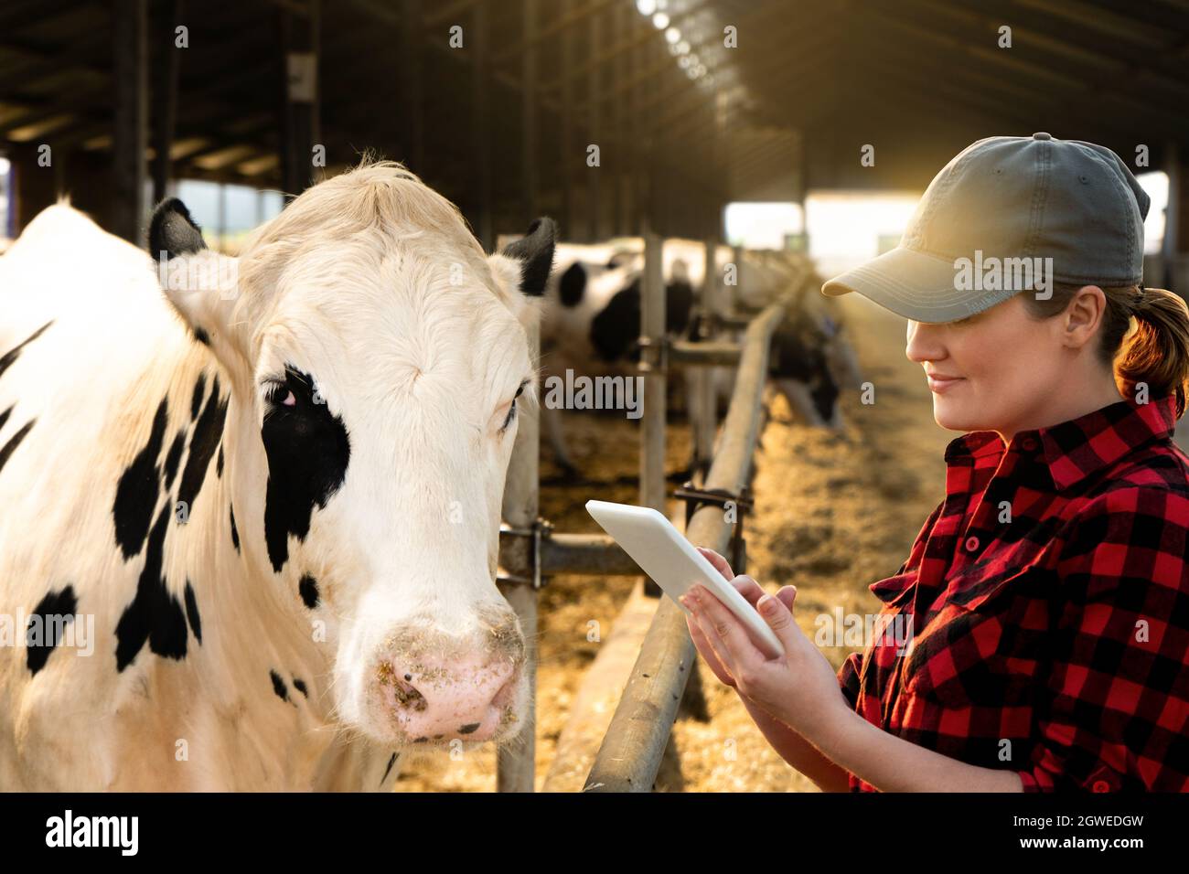 Farmer with tablet computer inspects cows at a dairy farm. Herd ...