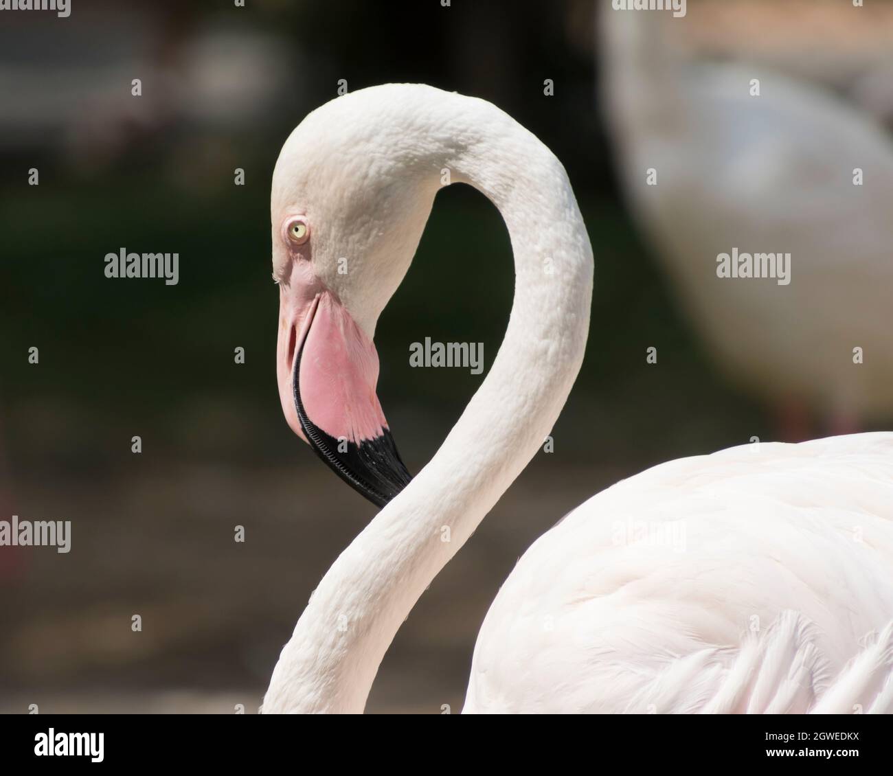 Pink Flamingo In The Farm Stock Photo - Alamy