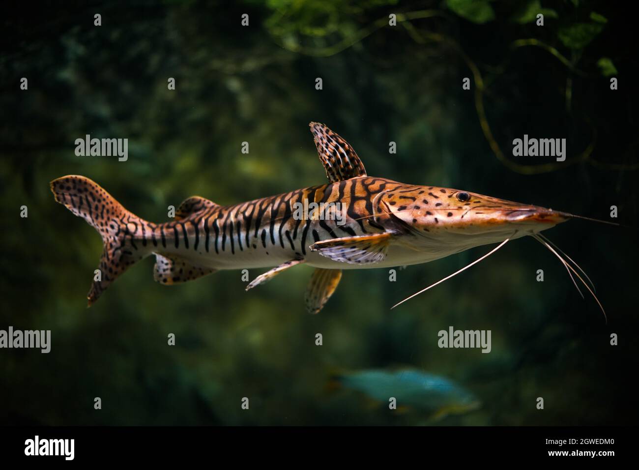 Aquarium catfish hi-res stock photography and images - Alamy