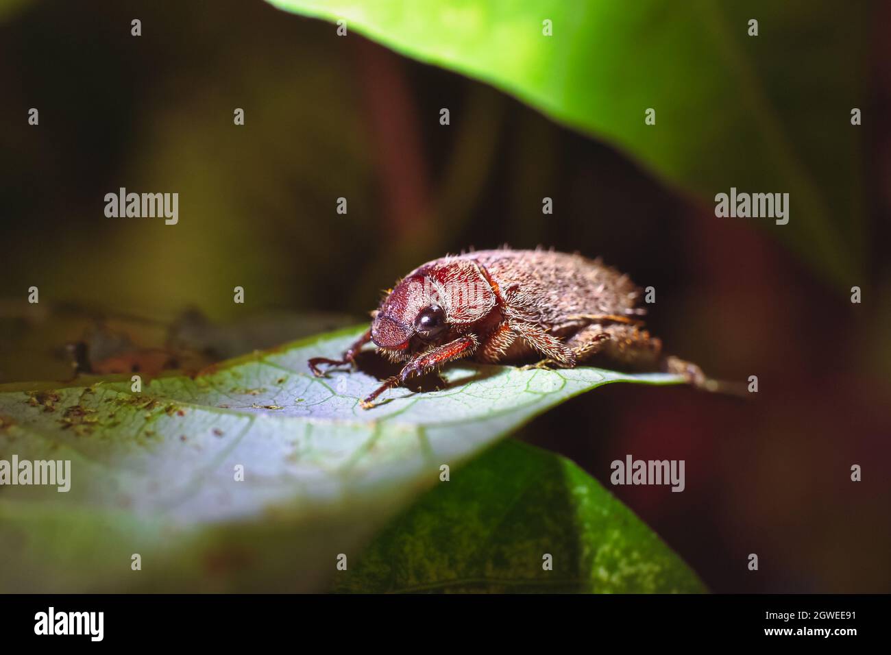 Rose beetle on the green leave in the nature,Animal close up macro ...