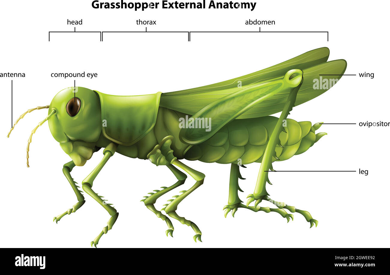 Grasshopper Dissection Labeled