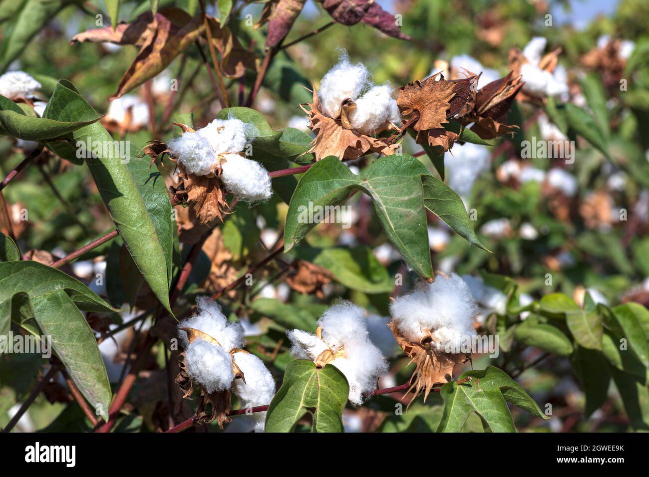 View of an agricultural cotton field. Seeds wrapped in white fluffy ...