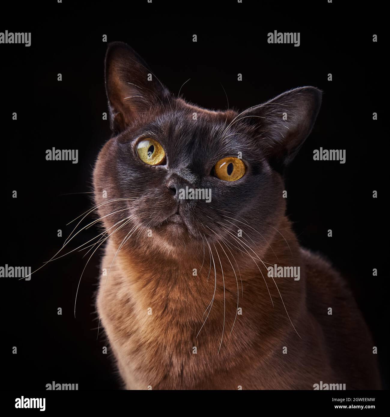 Chocolate Burmese Cat High Resolution Stock Photography and Images - Alamy