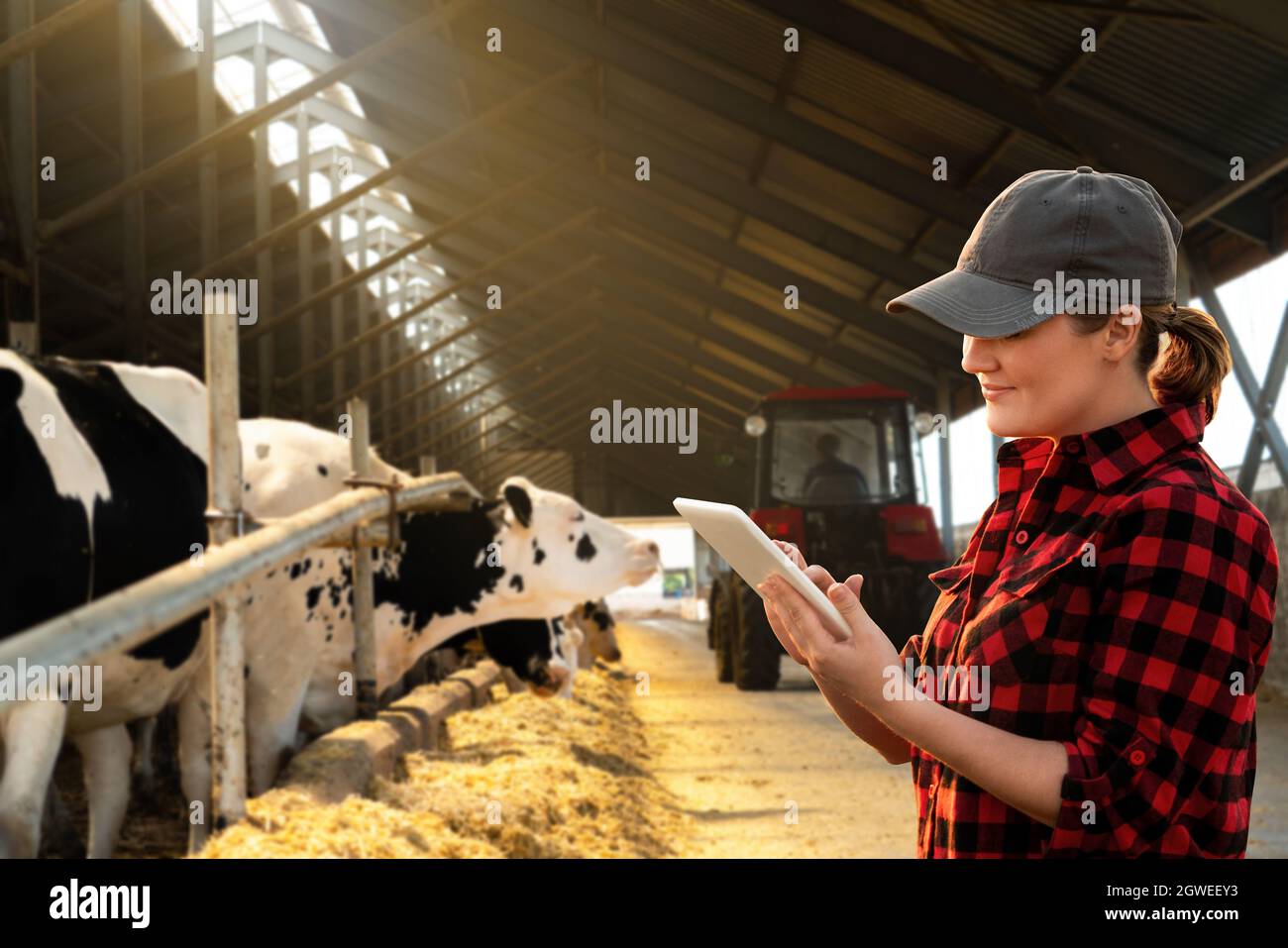 Farmer with tablet computer inspects cows at a dairy farm. Herd ...
