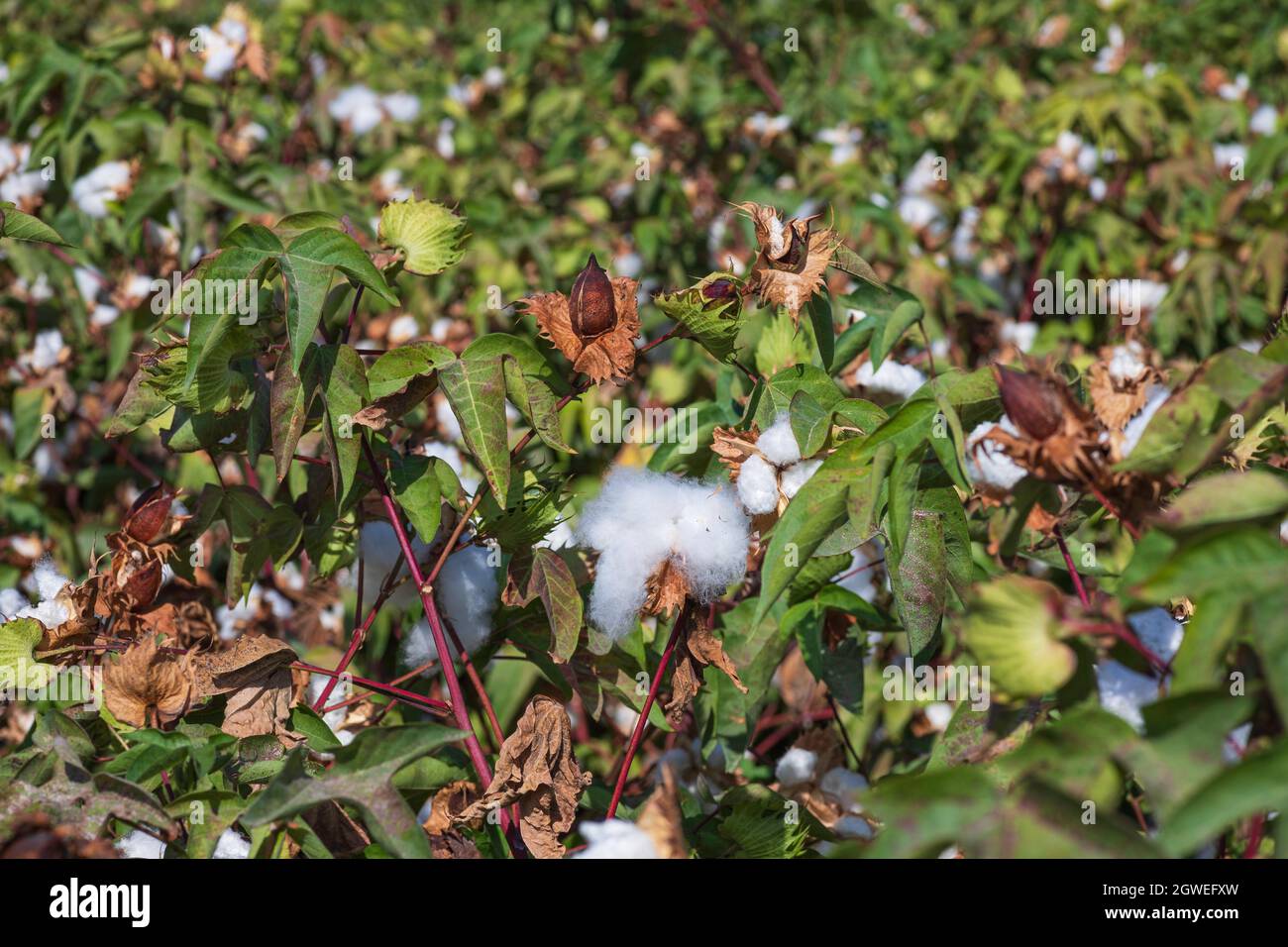 View of an agricultural cotton field. Seeds wrapped in white fluffy ...