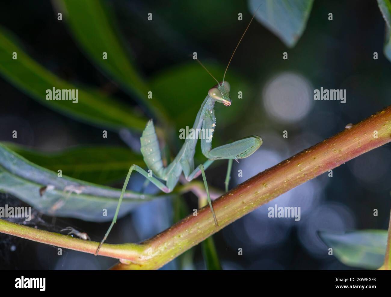 Praying mantis exoskeleton hi-res stock photography and images - Alamy