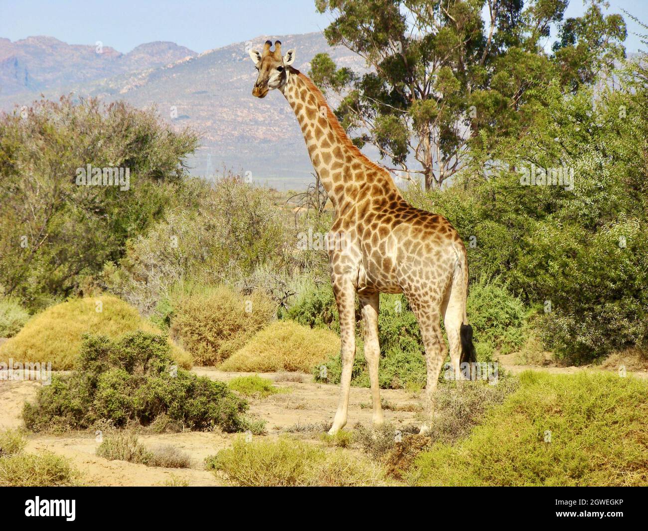 Lion farm south africa hi-res stock photography and images - Alamy