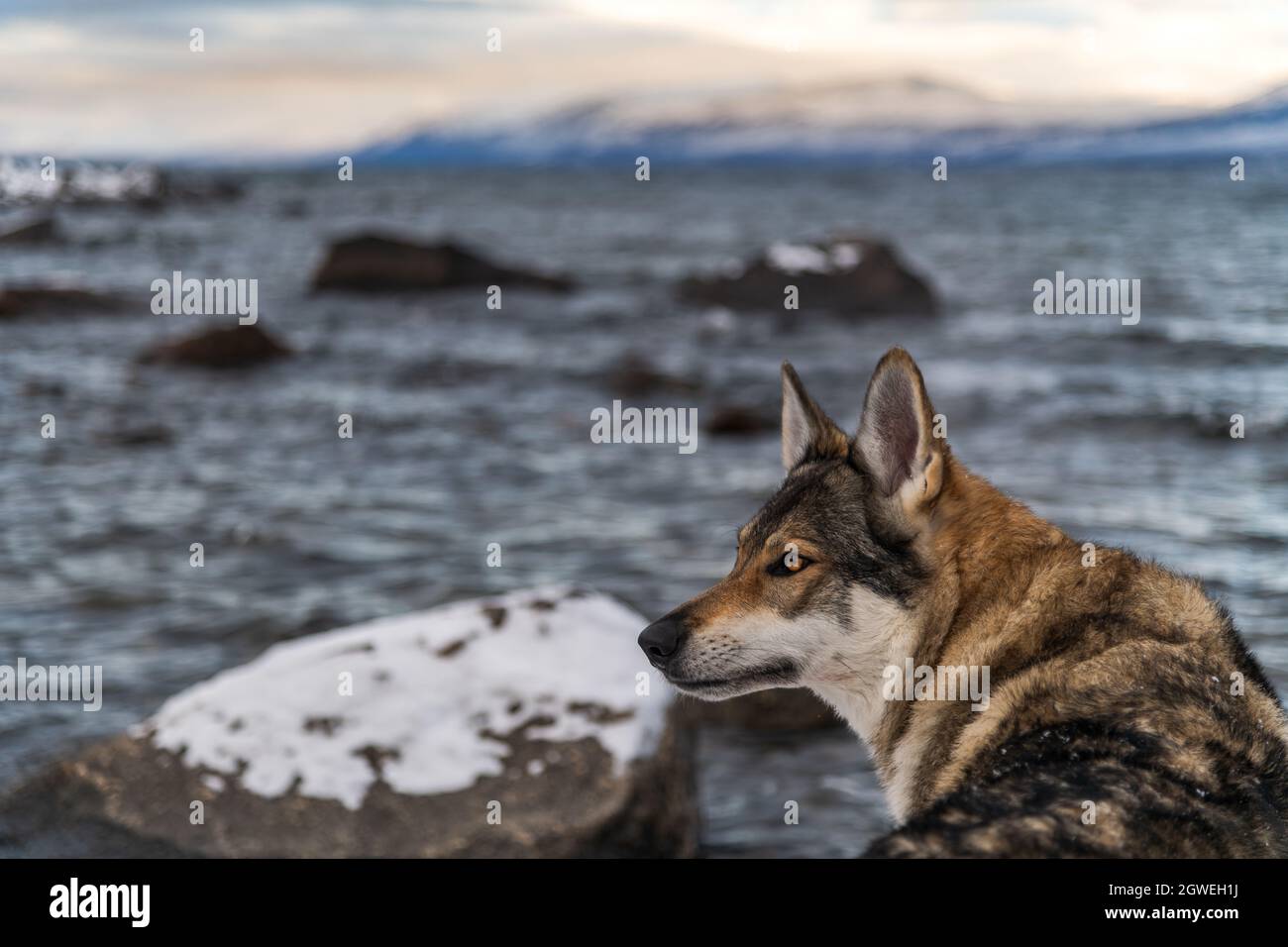 Northern sea wolf hi-res stock photography and images - Alamy