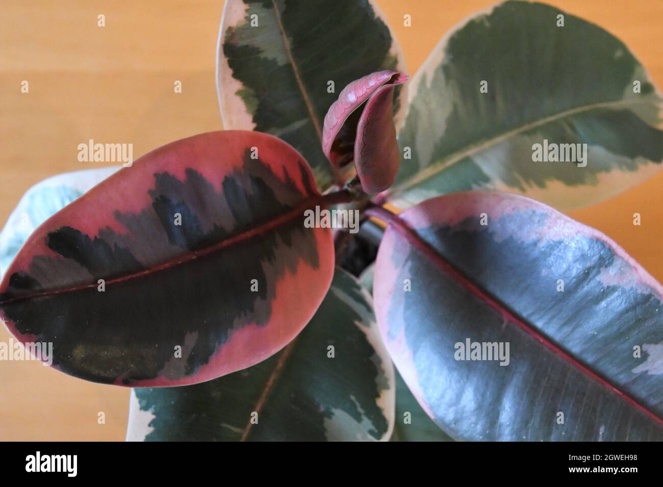 Ficus elastica ruby (rubber tree) from above, on a brown wood ...