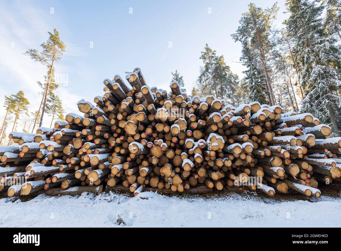 Winter view of snowy wood logs on rare pine trees and pale blue sky ...