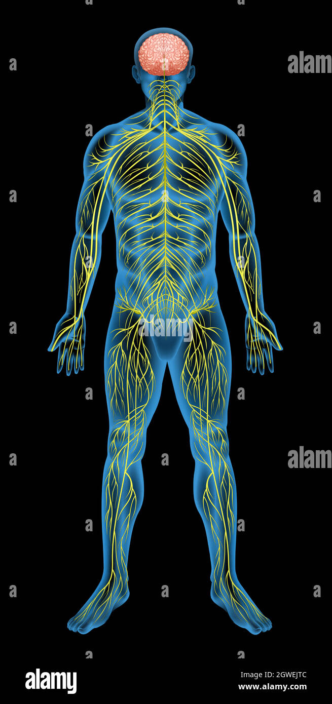 Human nervous system Stock Vector Image & Art - Alamy